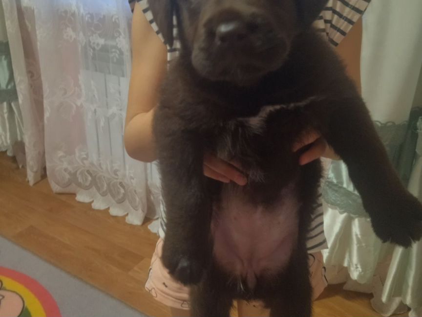 Шоколадный лабрадор