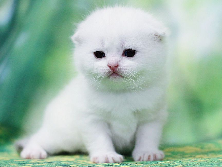 Снежный комочек