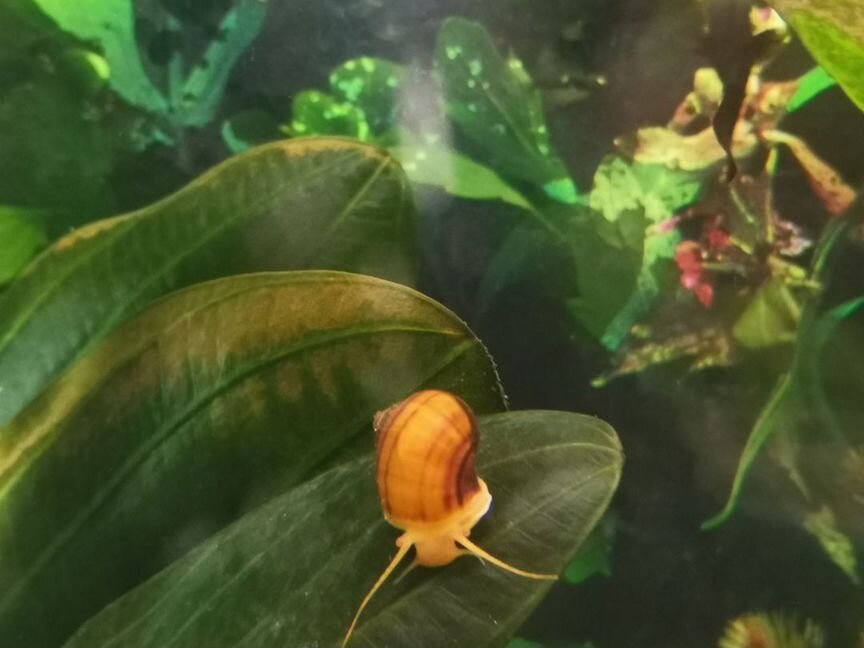 Улитки аквариумные ампулярии