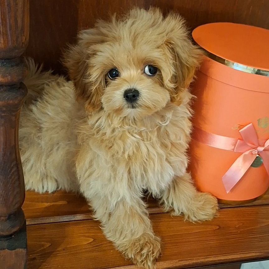 Мальтипу f1 mini, тикап тедди пудель