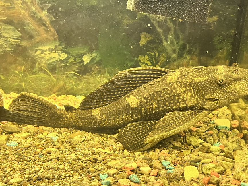 Рыба сом (аквариумная)