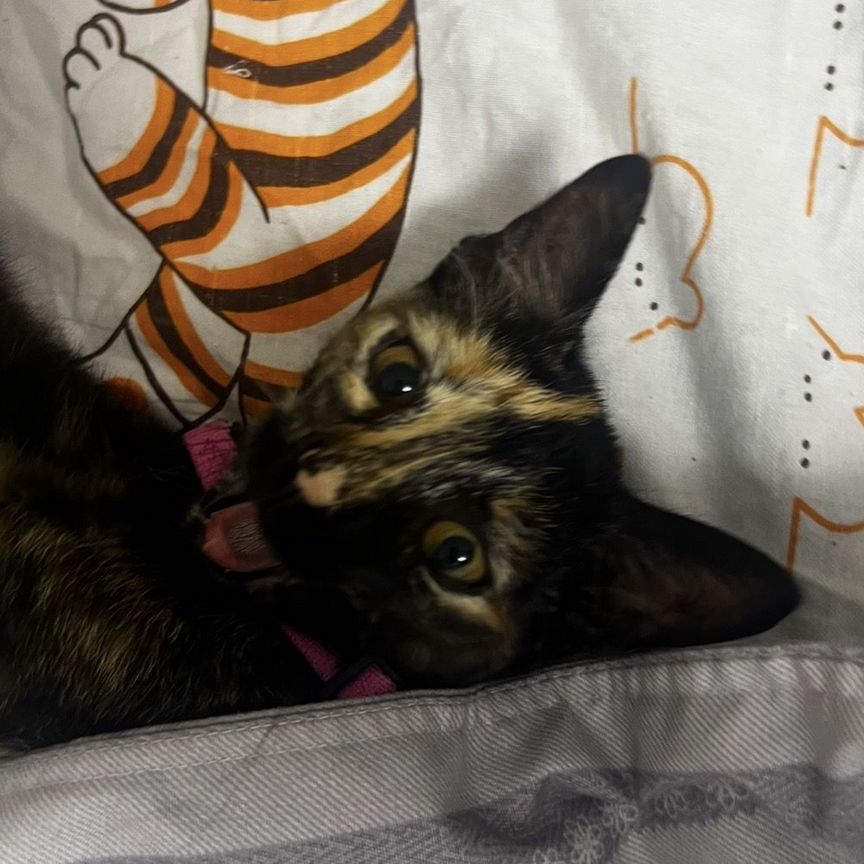 Шотландская вислоухая длинношёрстная, взрослая кошка