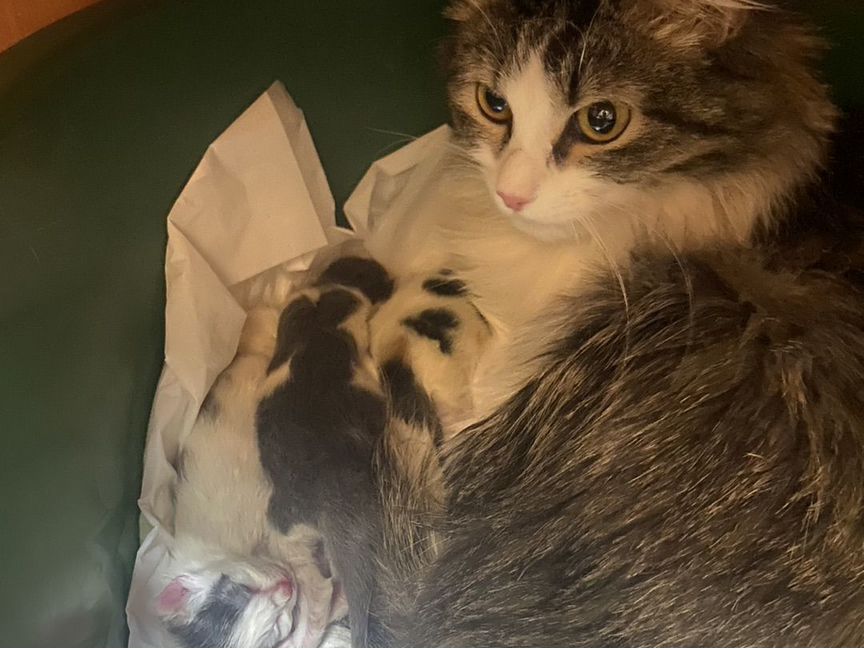 Котята в добрые руки