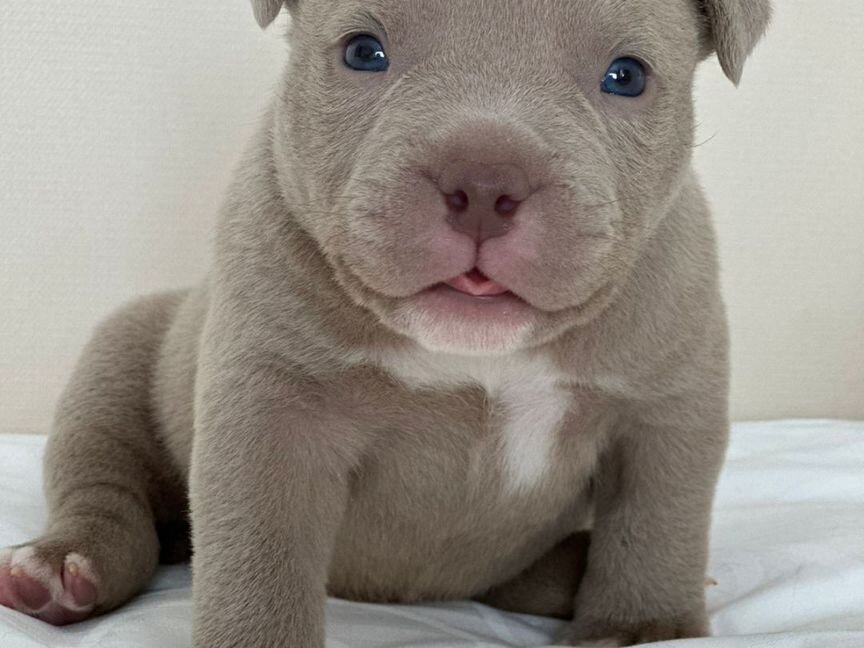 Американский Булли кобель