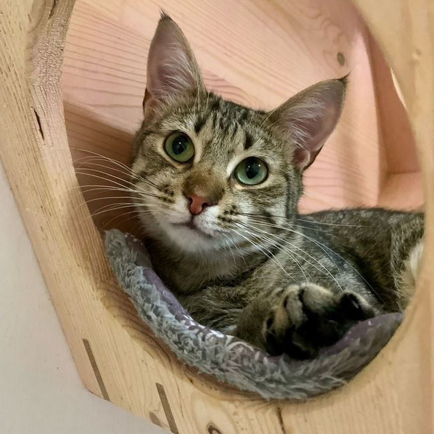 Кошка