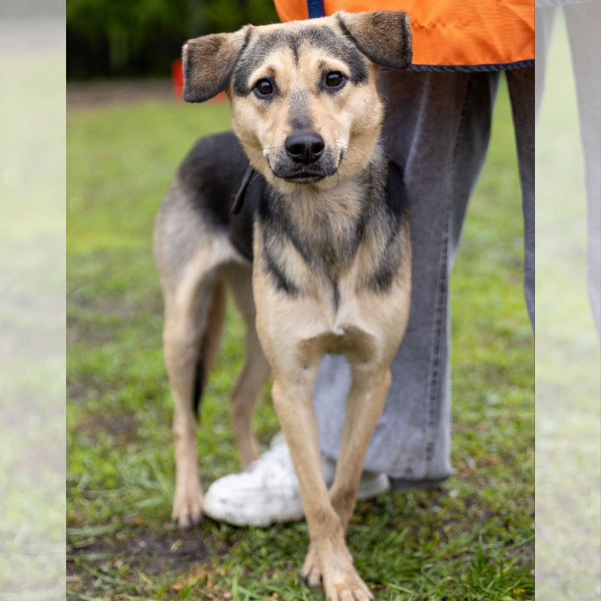 Взрослая собака в добрые руки