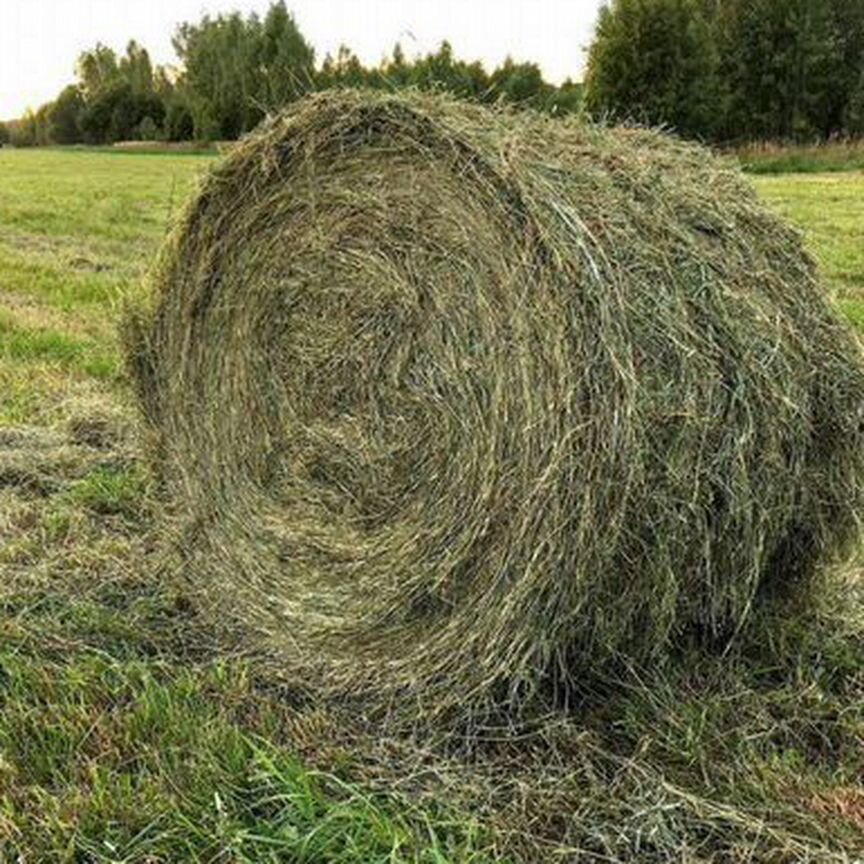 Продам сено в рулонах
