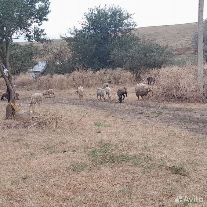 Овцематки и ярки