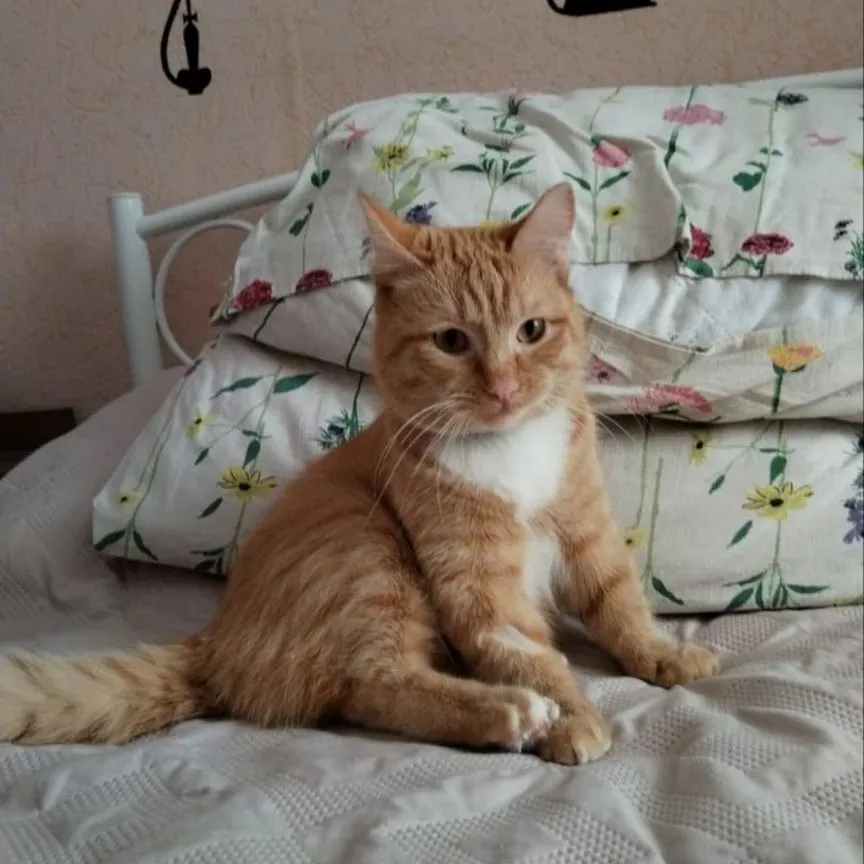 Котик ищет дом, единственным животным в семью