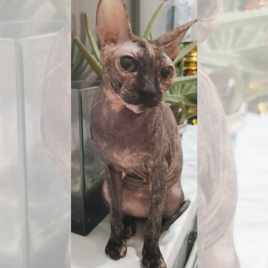 Донской сфинкс вязка, ищем жениха