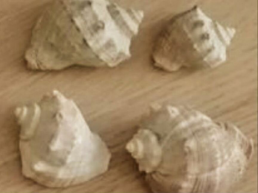 Морские ракушки раковины большие натуральные