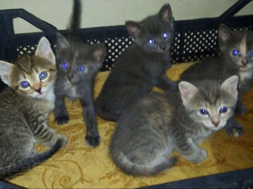 Кошки в добрые руки бесплатно