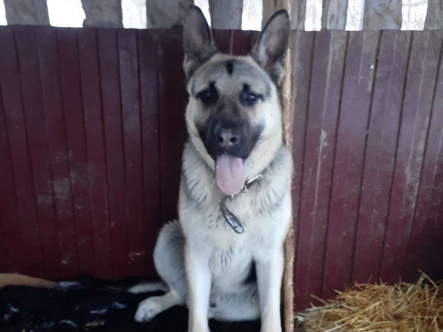 Вязка вео кобель