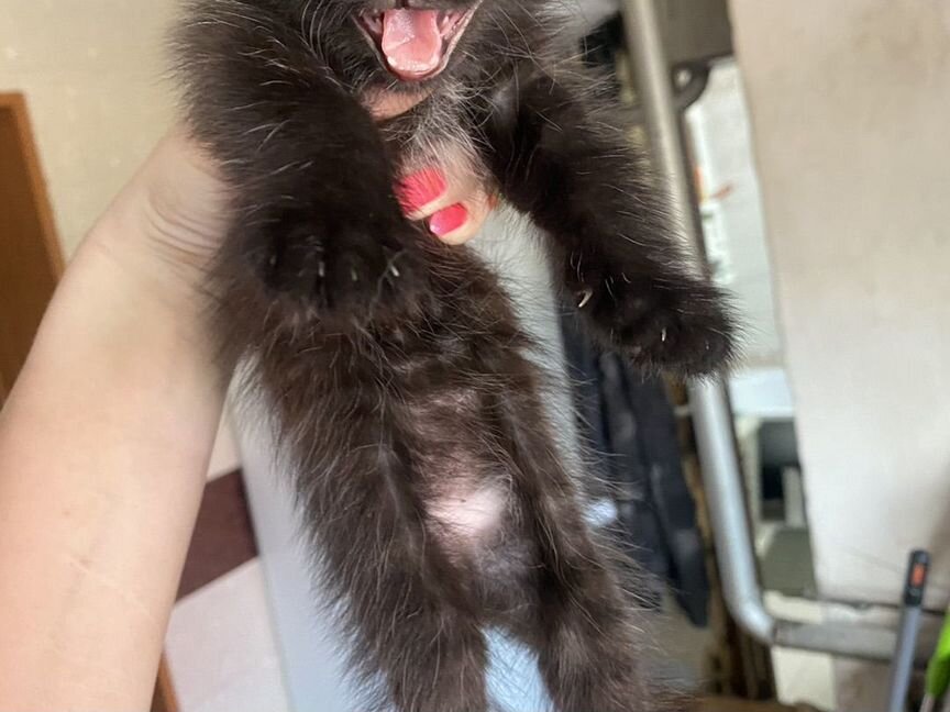Котята
