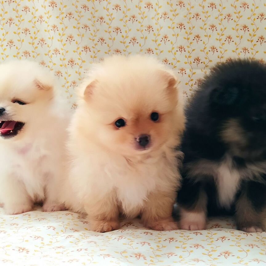 Померанский шпиц