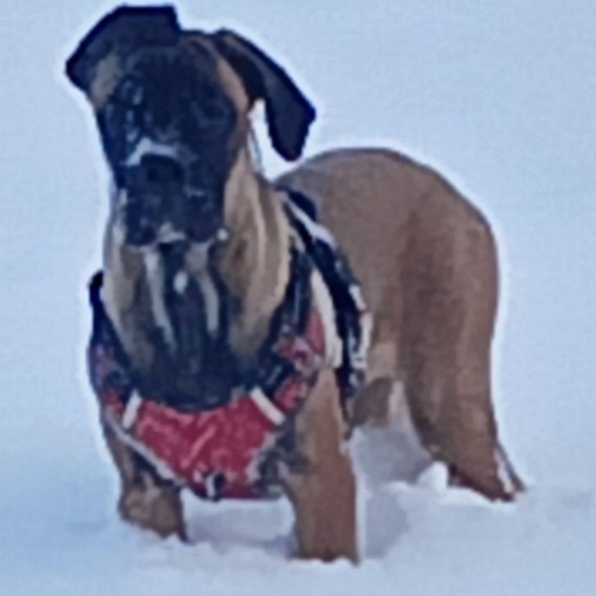 Кане-корсо, щенок