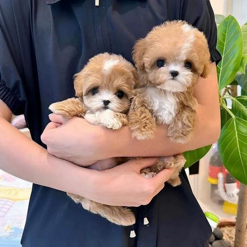 Мальтип ф1 Китай