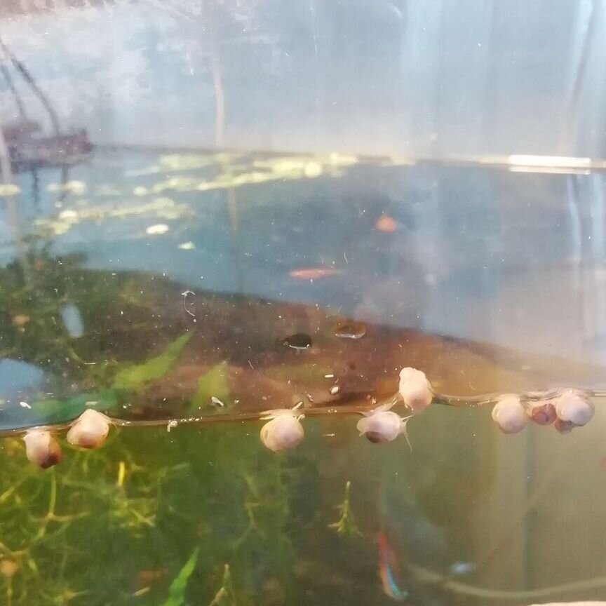 Детки ампулярии улитки