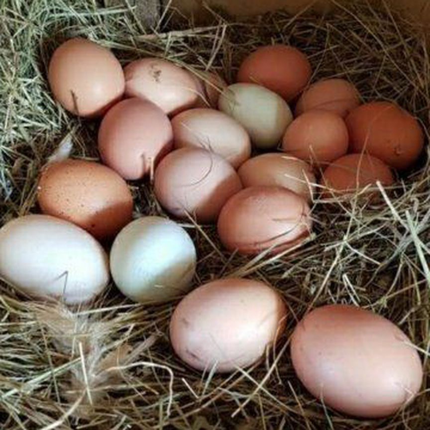 Домашние куриные яйца