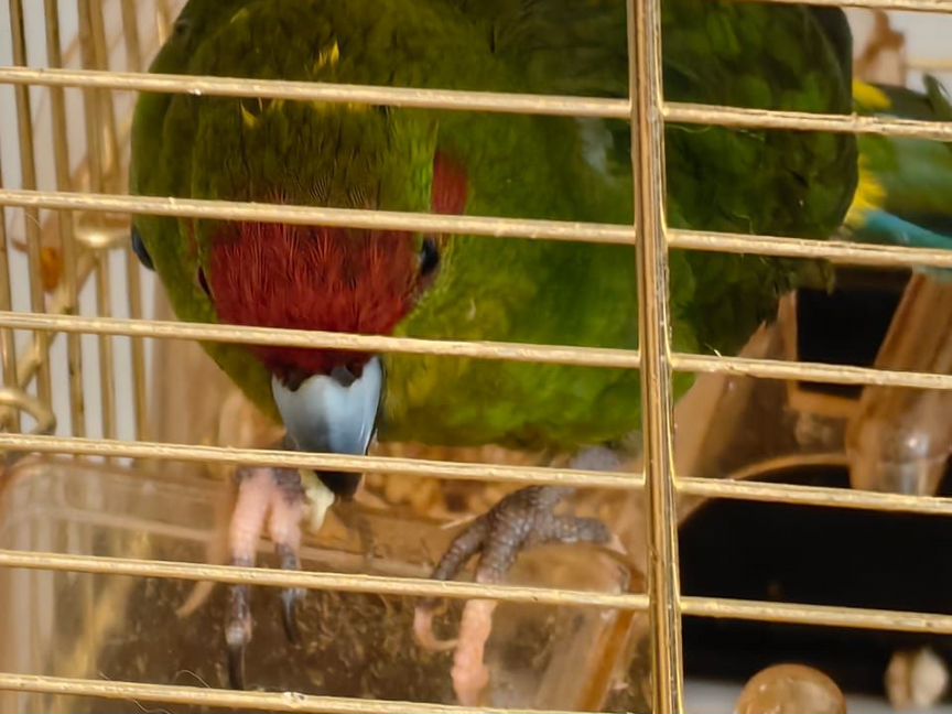 Какарик в добрые руки