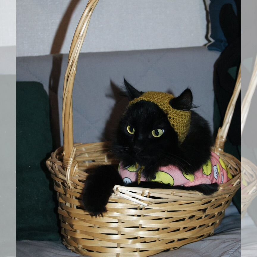 Шапочка для кота 2шт