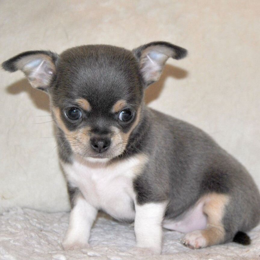 Щенки чихуахуа большой выбор окрасов