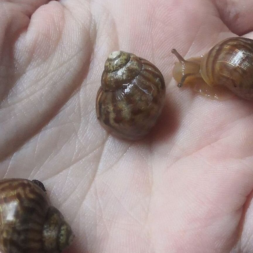 Улитки ахатины маленькие