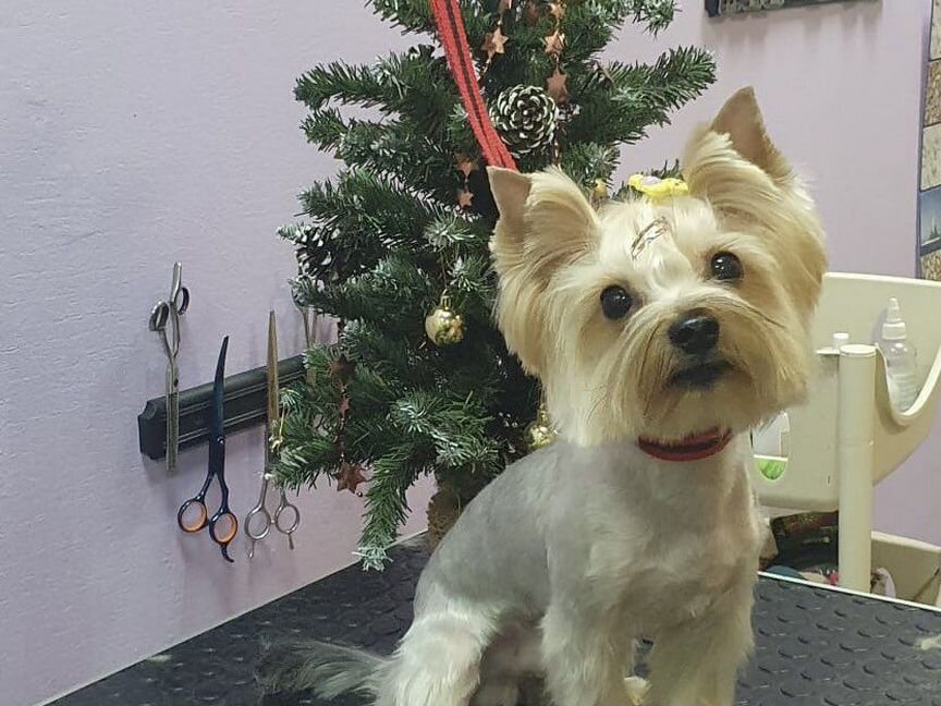 Йоркширский терьер вязка мальчик