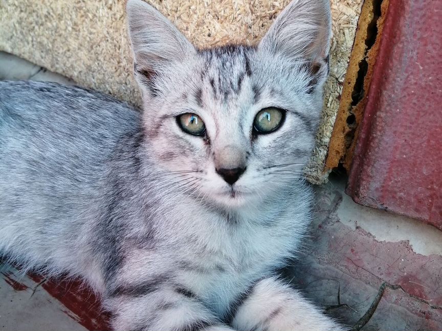 Котята в добрые руки 2 месяца