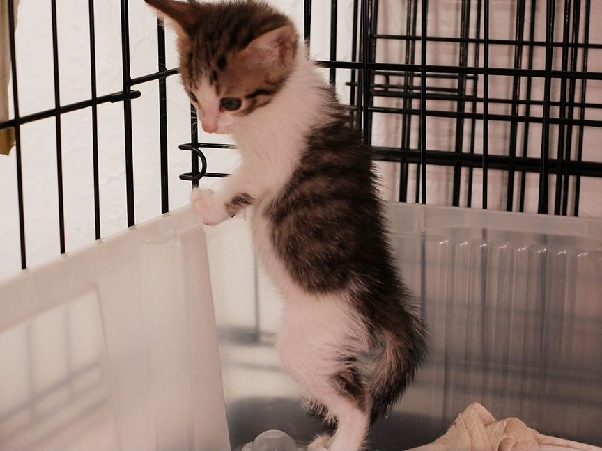 Бездомная котенка Лекся