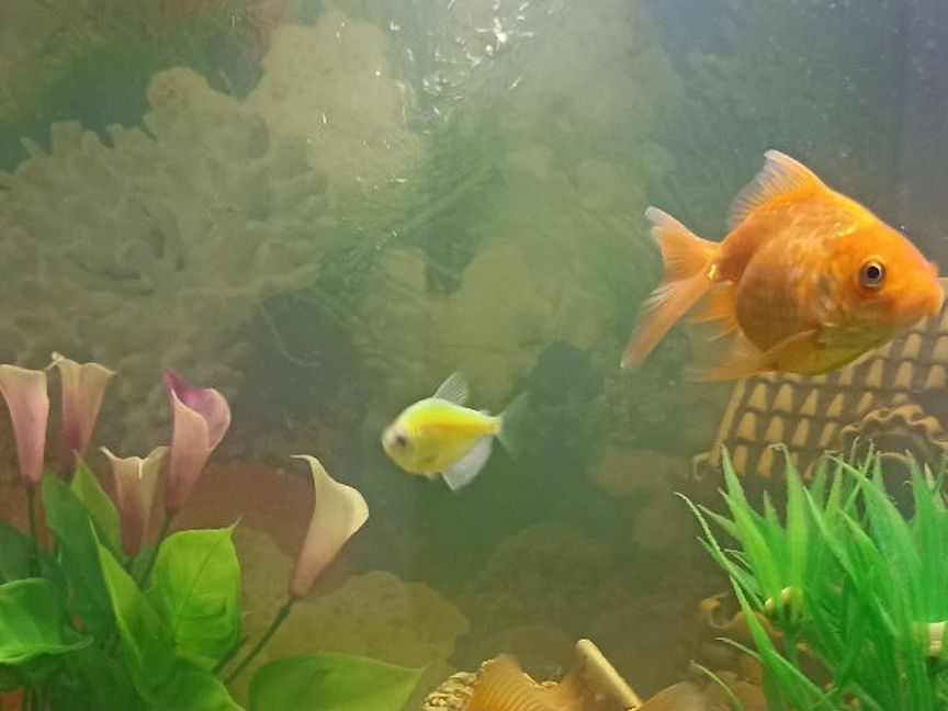 Золотая рыба