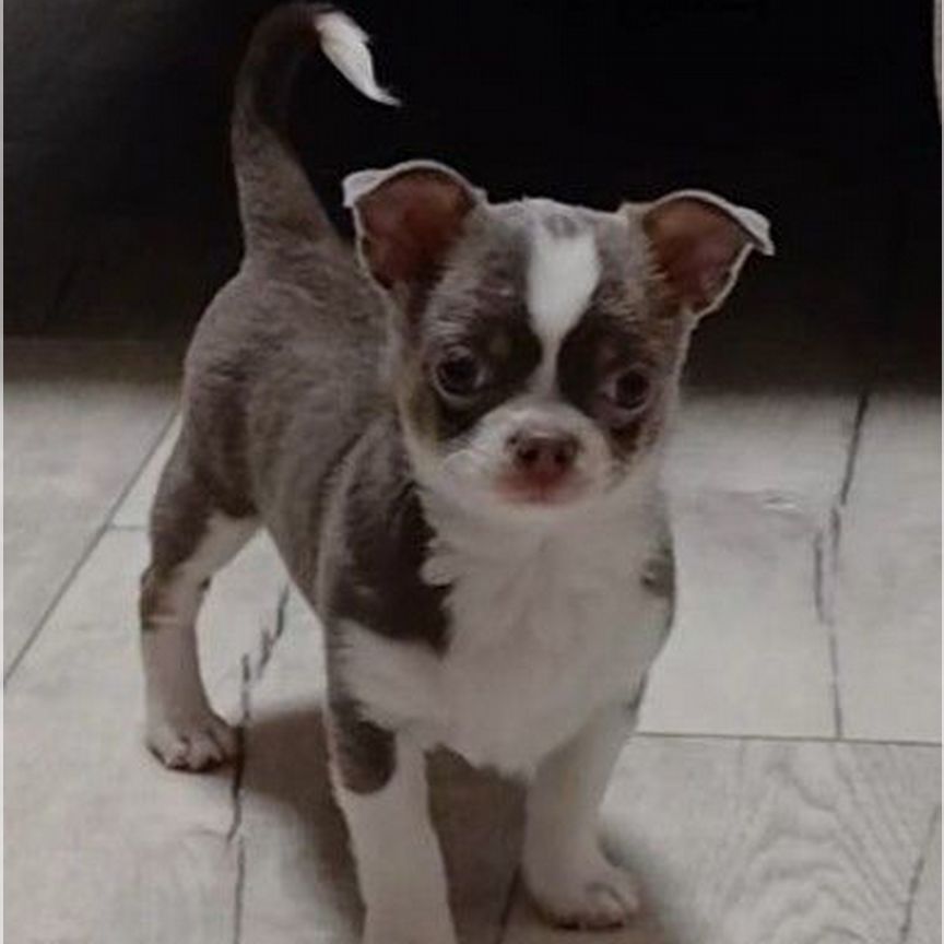 Чихуахуа, щенок