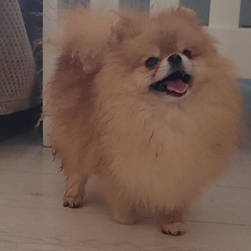 Померанский шпиц, взрослая собака