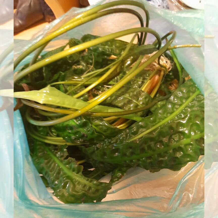 Аквариумные растения