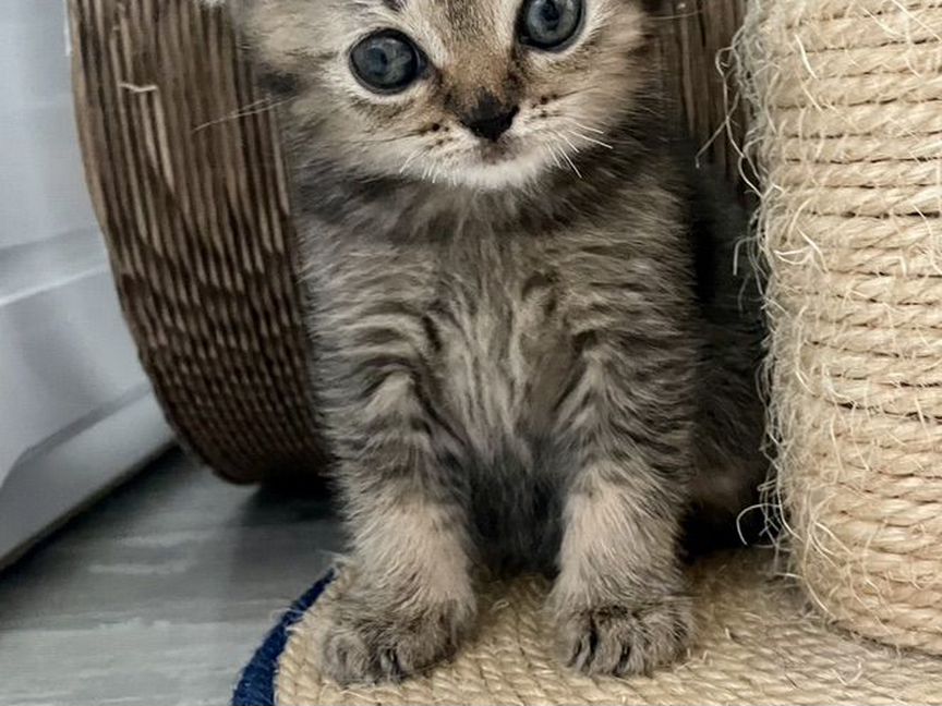 Шотладская вислоухая