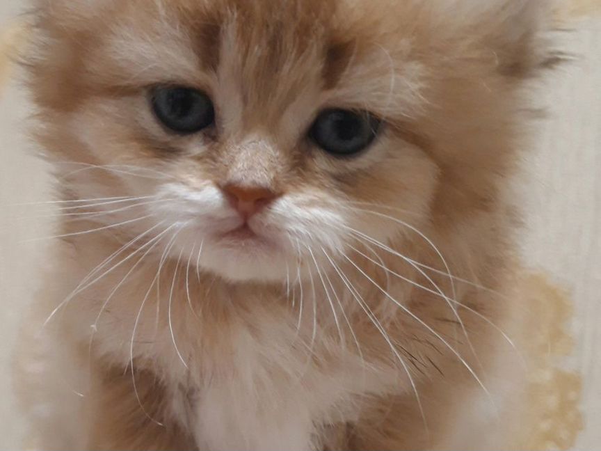 Шотландские золотые котята