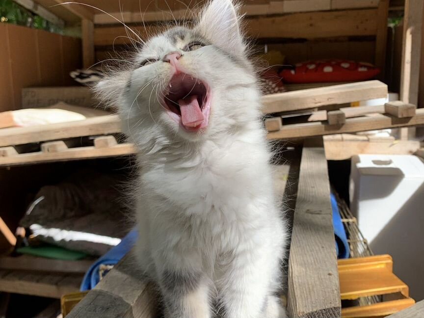 Котёнок пушистый