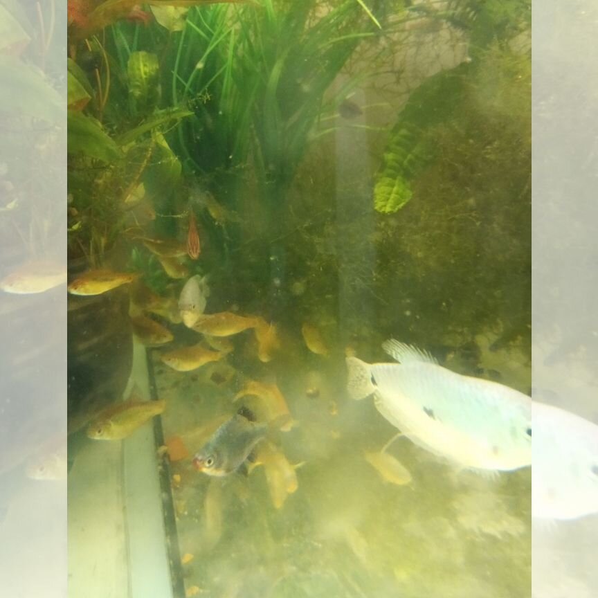 Барбусы Шуберта