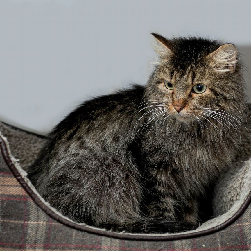 Котик Афоня в добрые руки