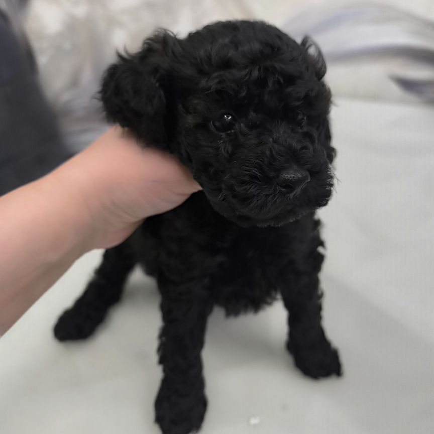 Той-пудель, щенок