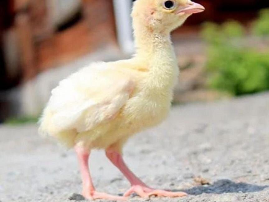 Индюк Хайбрид Конвертор