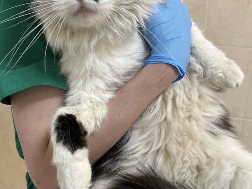 Кастрированного котика отправили на улицу