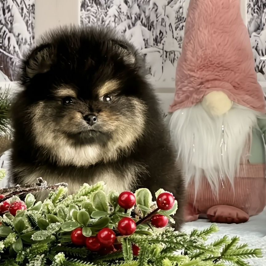 Померанский шпиц, щенок