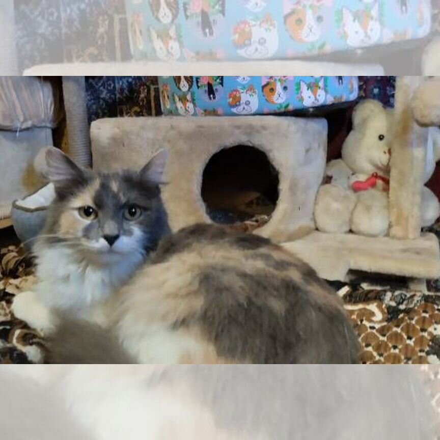 Кошка говорушка ищет дом