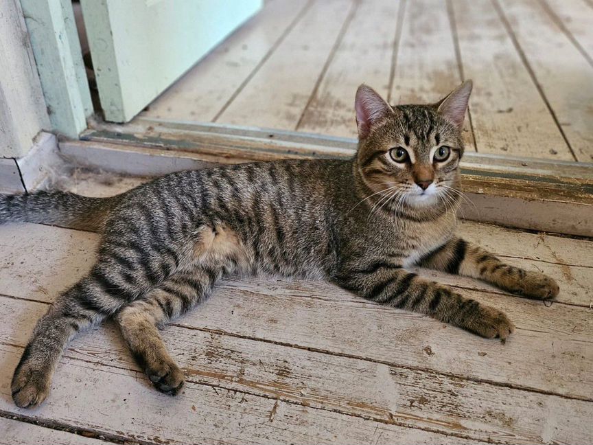 Котик Шпротик ищет хозяина
