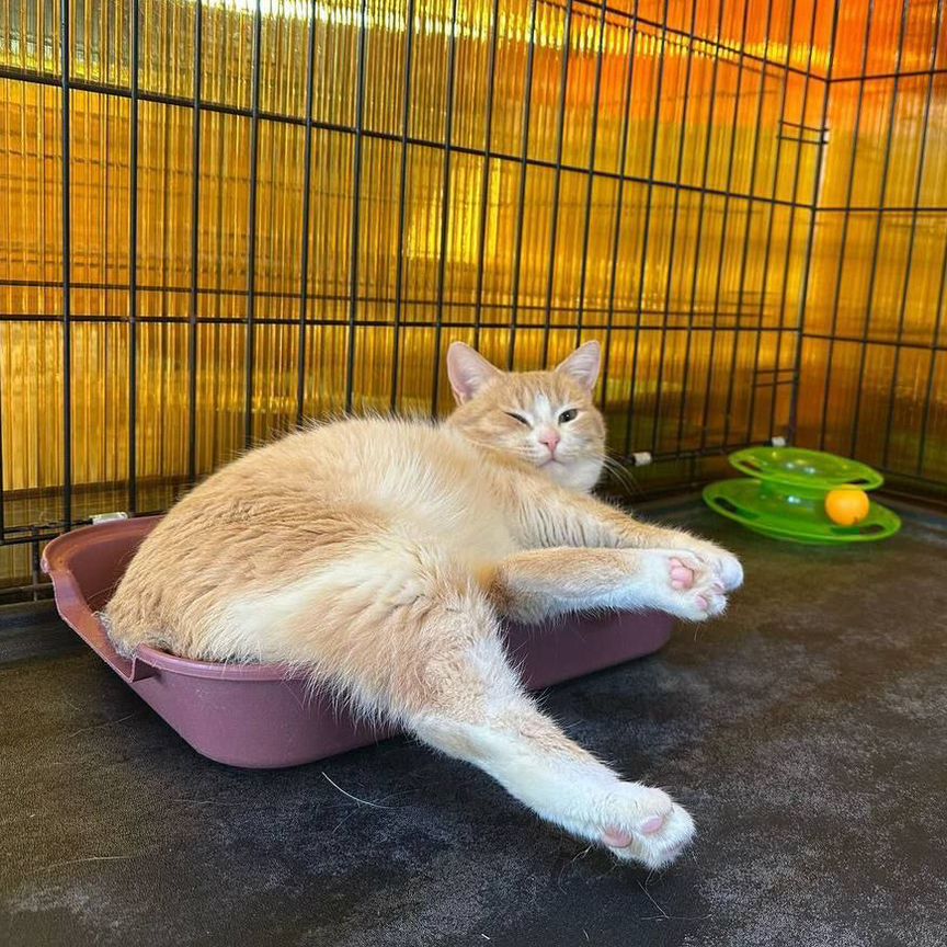 Котик бесплатно