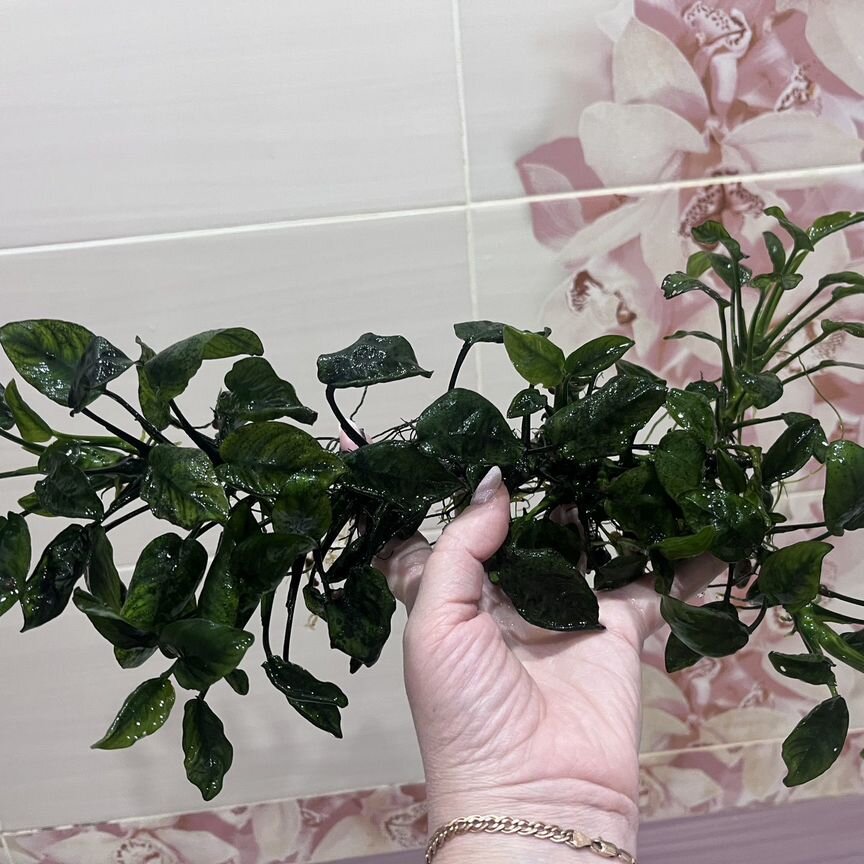 Аквариумные растения