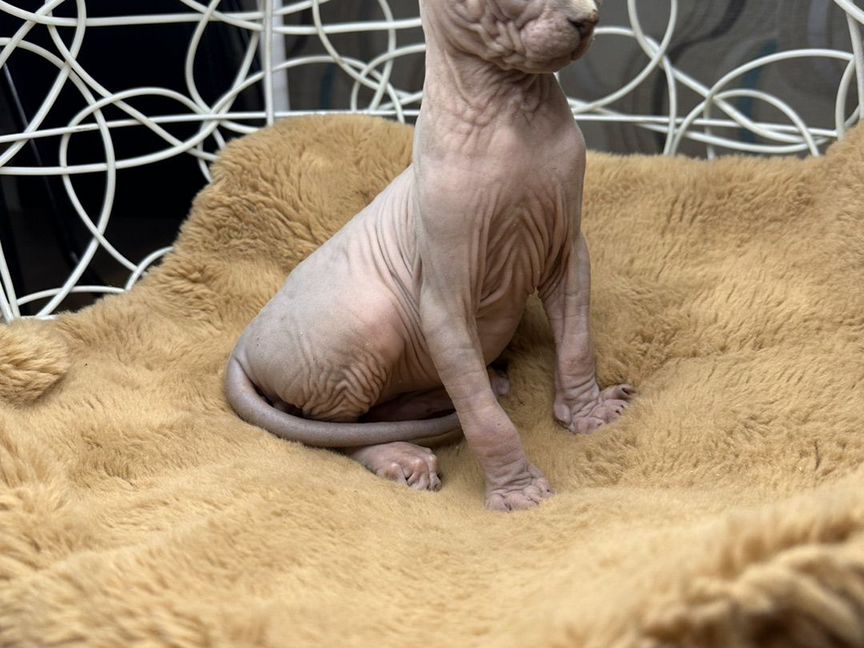 Канадский сфинкс