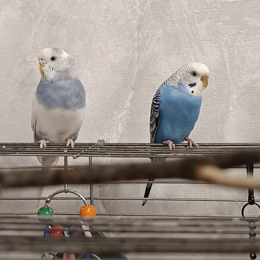 Волнистые попугаи