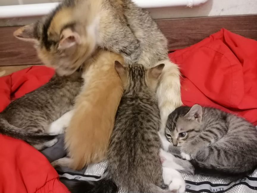 Подарю котят, привезу